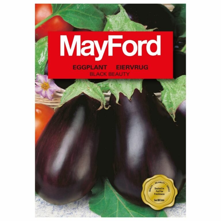 Mayford Eggplant Black Beauty Seeds Pack – Superb Hyper
